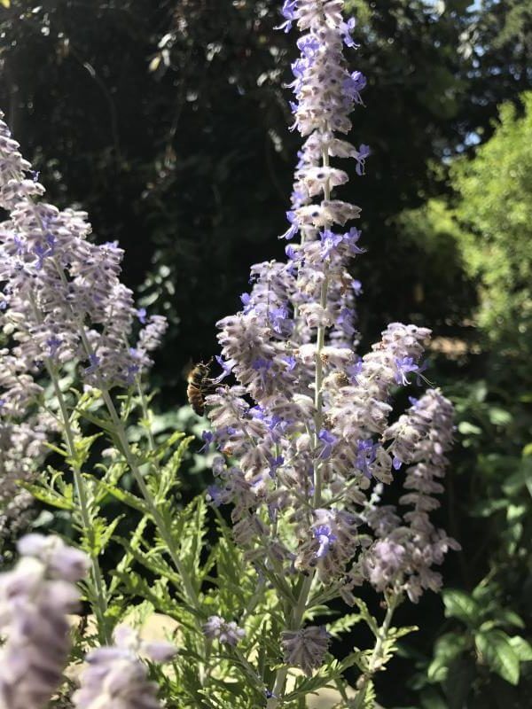 Charlotte - Flowers For bees